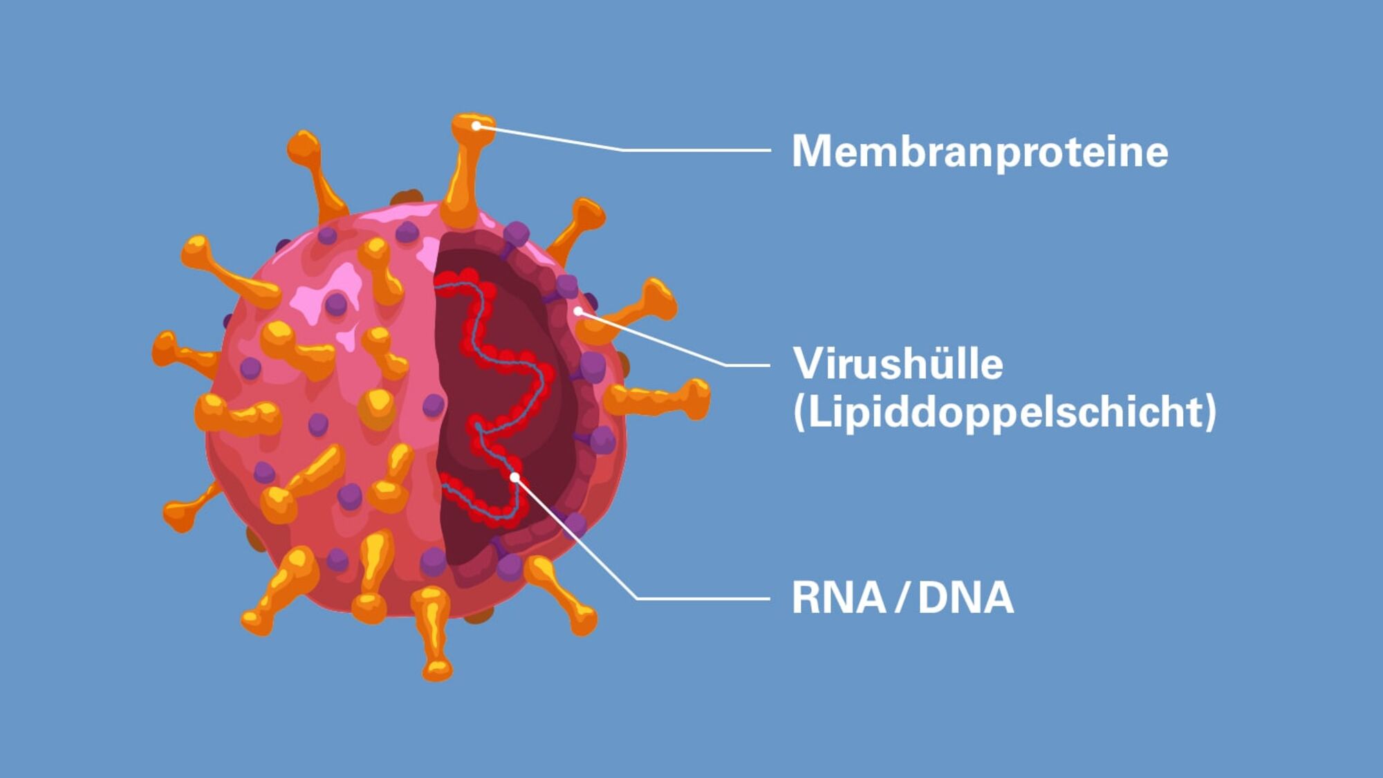 Was sind Viren? | SBK